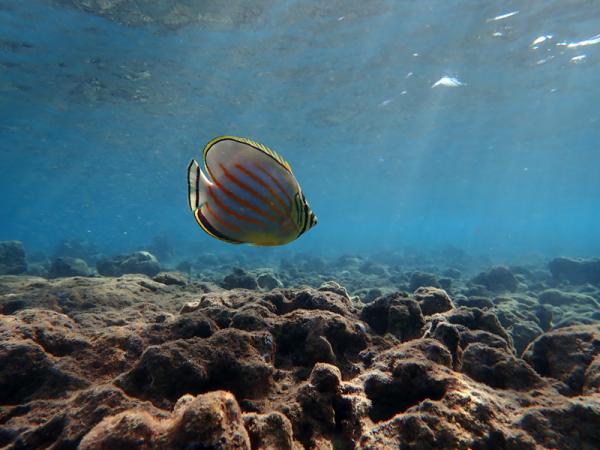 Marine Life in Hawaii Get a Break During the Pandemic | Kid Reporters ...